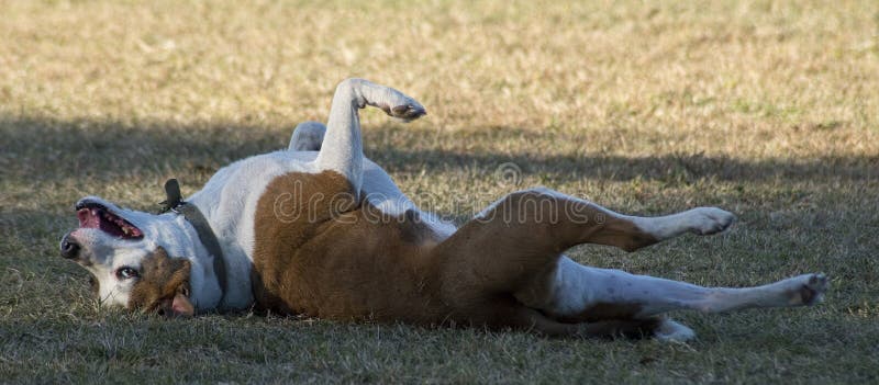 A Dog Day. stock photo. Image of relaxing, tummy, hound - 46701826
