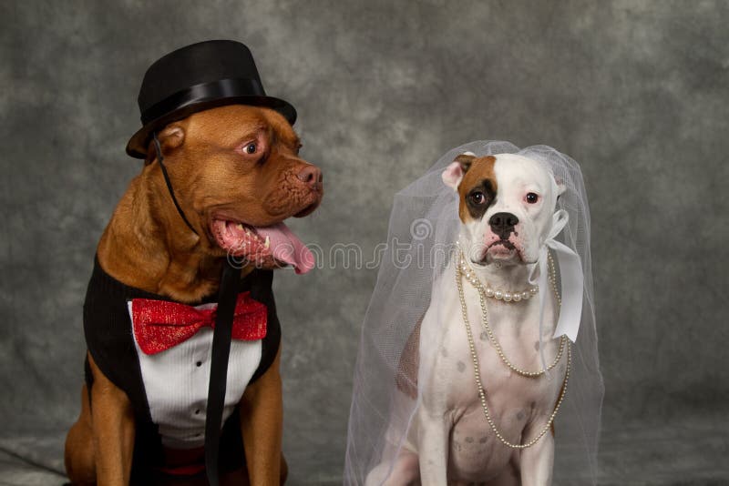 Dog bride and groom stock image. Image of cute, background - 28258839