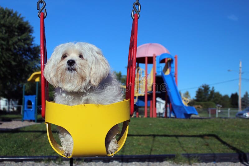 Dog days stock image. Image of smile, playing, grass - 21206153