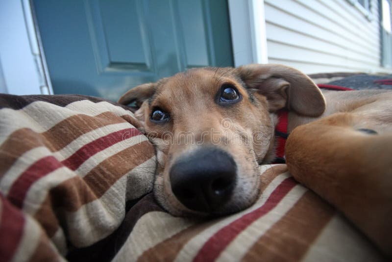 Dog Days stock image. Image of funny, smiling, cute, humor - 3065799