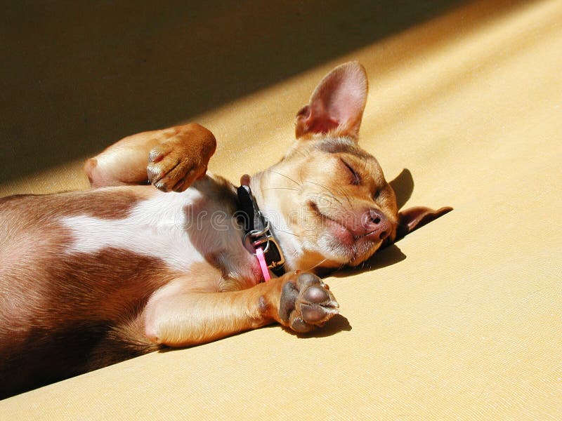 Dog Sleep Daze Stock Photos - Free & Royalty-Free Stock Photos from ...