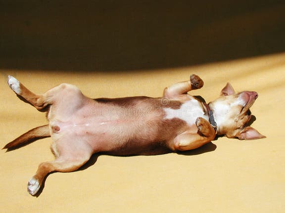 Dog Daze stock image. Image of brown, sleeping, days, hound - 585661