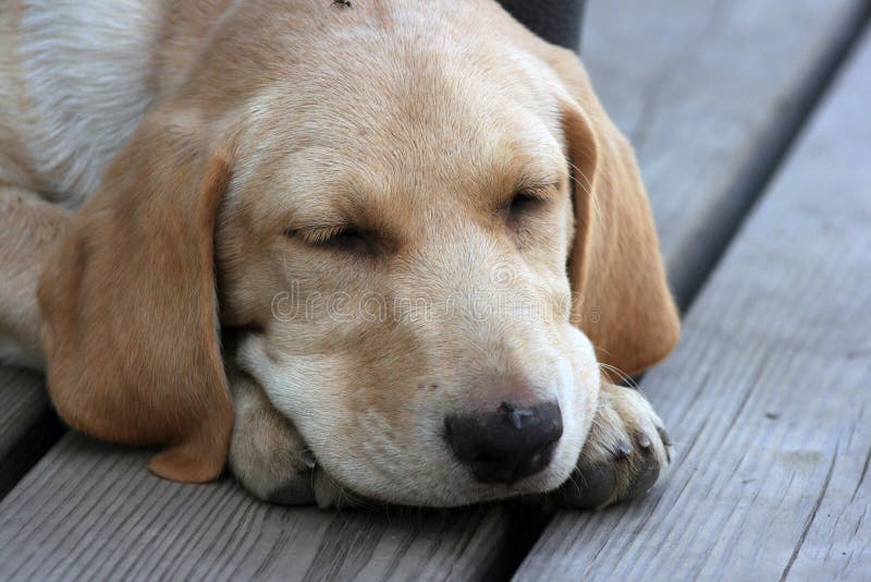 Dog Daze stock image. Image of retriever, yellow, tired - 5888101