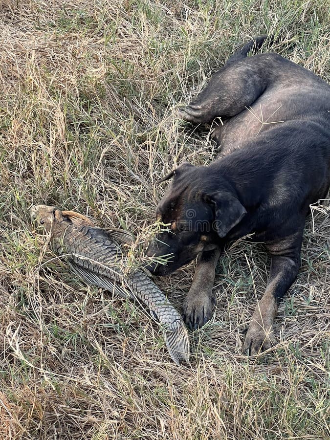 Dog and Dead Fish on the Ground Stock Image - Image of natural, fish ...