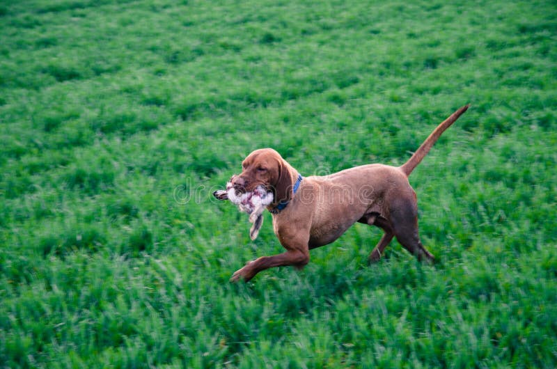 Dog with dead rabbit stock photo. Image of hunter, rabbit - 52750954
