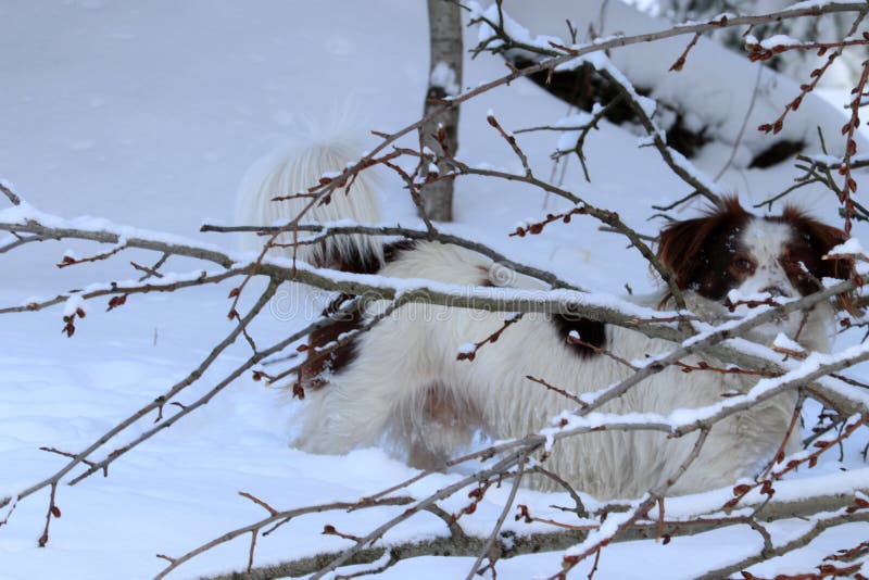 Dog in Deep Snow Behind Branches Stock Photo - Image of pets, scenics ...