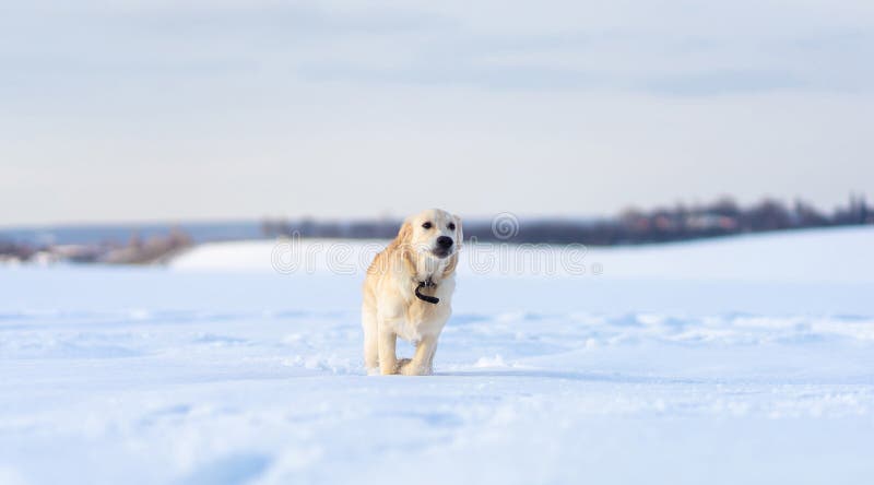 Dog in deep snow stock image. Image of adorable, collar - 204330085