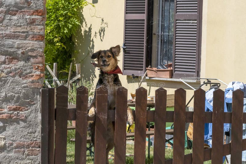 Dog Defending Home from Fence Stock Photo - Image of cute, security ...