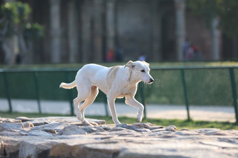 Dog in delhi stock image. Image of black, carnivore - 273779429
