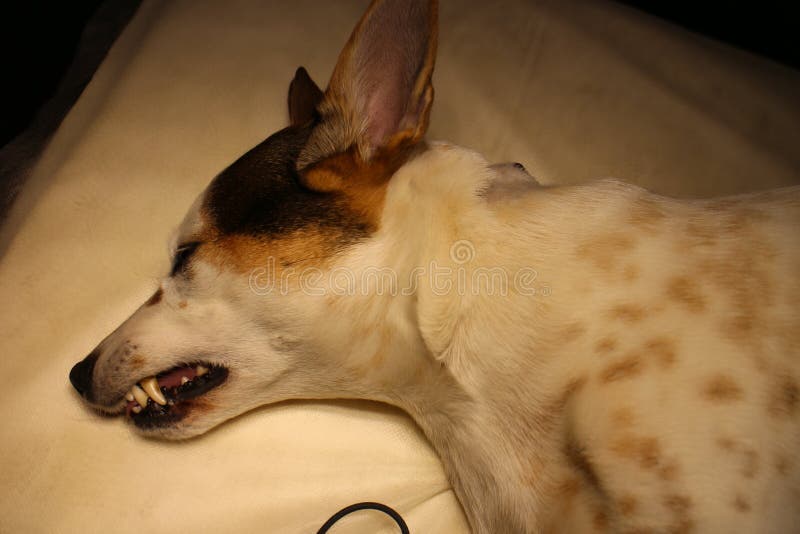 Dog with Dermoid Cyst on Back of the Neck in Anesthesia on Operating ...