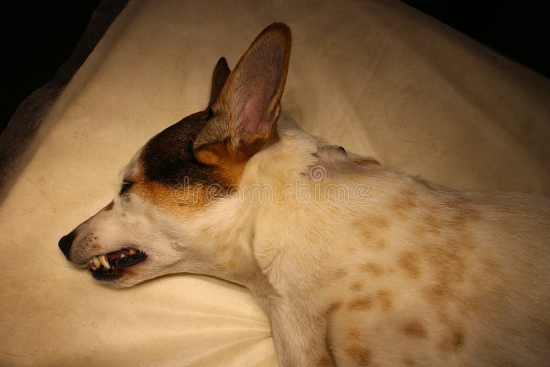 Dog with Dermoid Cyst on Back of the Neck in Anesthesia on Operating ...