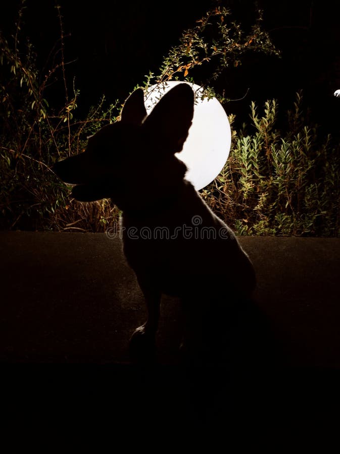 The Dog is Descended from the Wolf. the Shadow of a Chihuahua ...