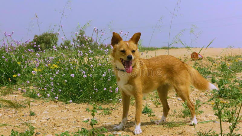 Dog in the desert stock photo. Image of beersheva, april - 180167476