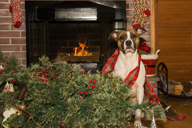 Dog Destroys Christmas stock photo. Image of cute, comical - 65994758
