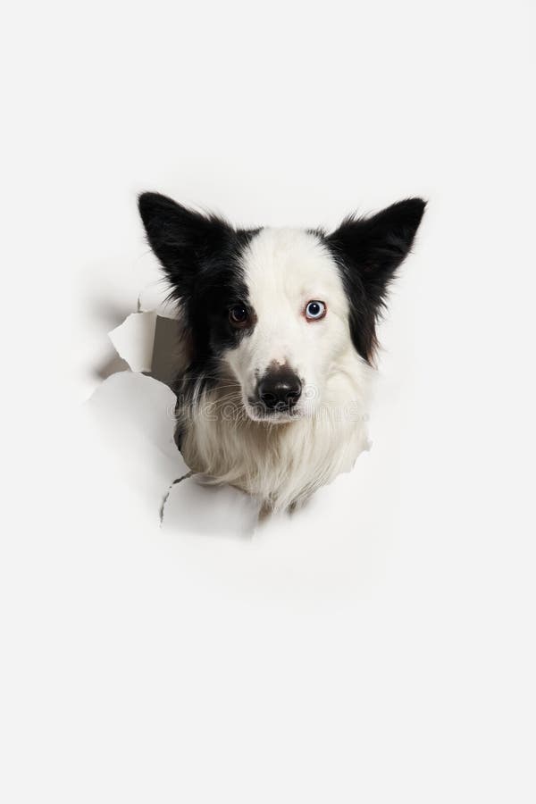 Dog with Different Colored Eyes Looking through the White Paper Hole ...