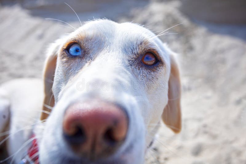 Dog with Different Colored Eyes Stock Photo - Image of front, eyes ...
