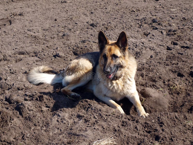 Dog digger 2 stock photo. Image of german, lying, garden - 30700736