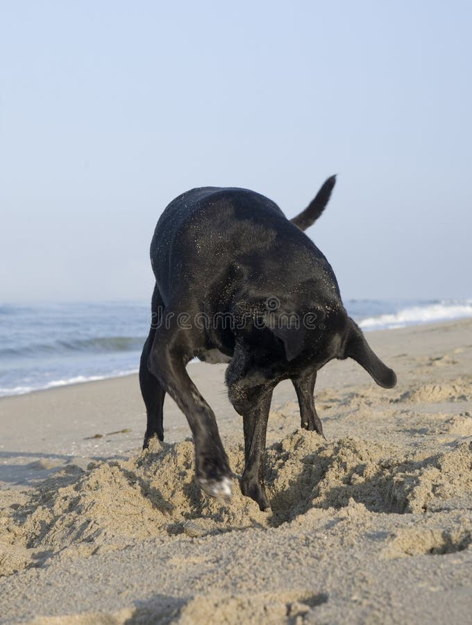 Dog digging at beach stock photo. Image of labrador, stray - 4833878