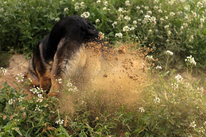 Dog digging stock image. Image of running, german, perro - 86656879
