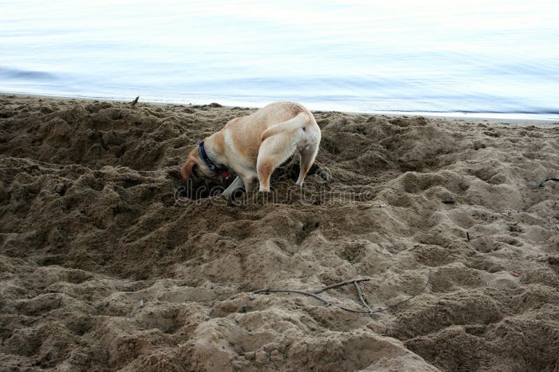 Dog Digging stock photo. Image of play, digging, beach - 71386372