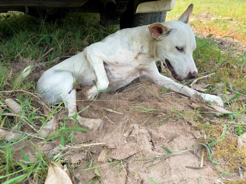 The Dog is Digging the Ground. Stock Photo - Image of puppy, mammal ...