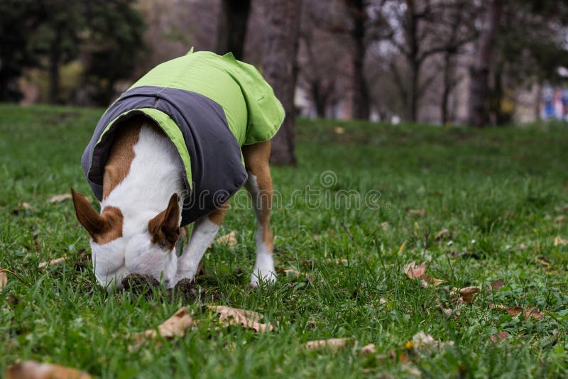 Dog Digging a Hole on the Ground Stock Image - Image of deep, activity ...