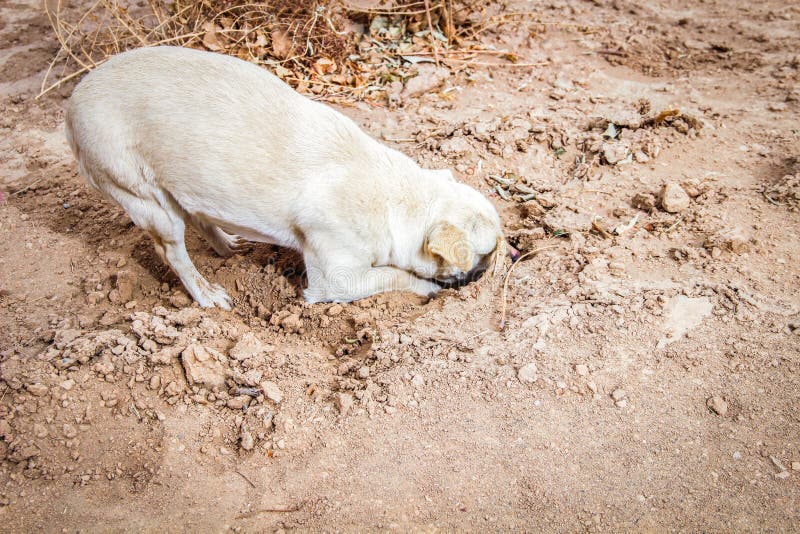 Dog Digging His Head in the Sand Stock Photo - Image of beach, soil ...