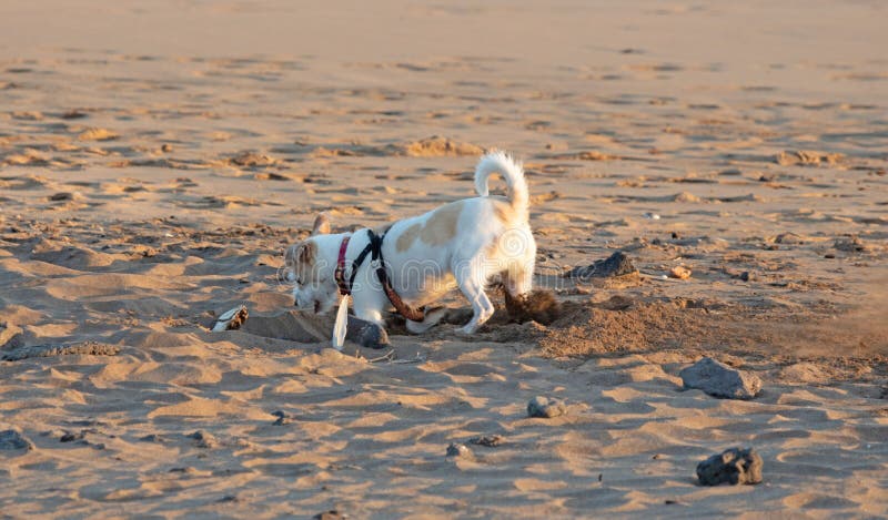 Dog Digging a Hole on the Beach Stock Photo - Image of waves, sand ...