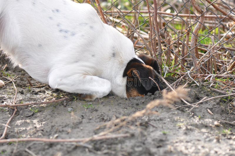 Dog digging a hole stock image. Image of back, eyes - 109621681
