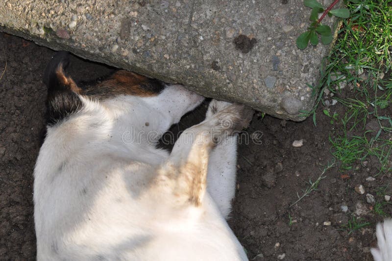 Dog digging a hole stock image. Image of beast, back - 122146531