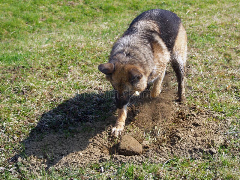 Golden Retriever Dog Digging Hole Stock Image - Image of digging ...