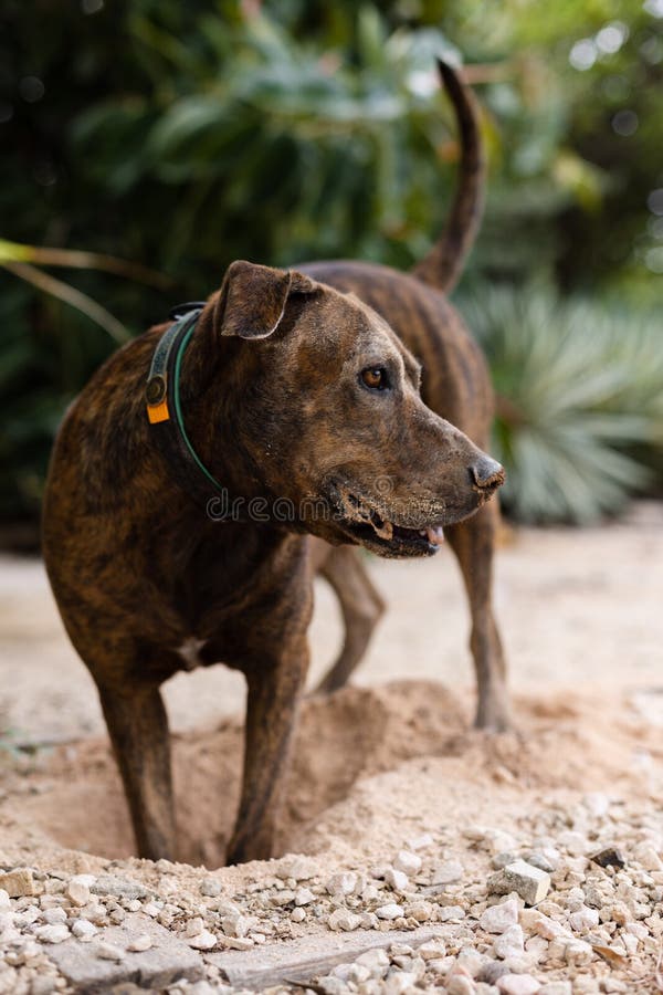 Dog is Digging Hole in a Garden. Dog with Dirty Head. Stock Image ...