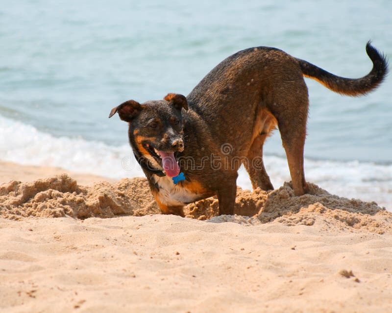 790 Dog Digging Beach Stock Photos - Free & Royalty-Free Stock Photos ...