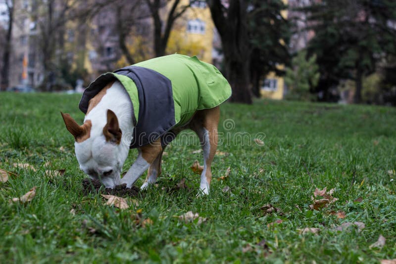 Dog Digging a Hole on the Ground Stock Photo - Image of hiding, bone ...