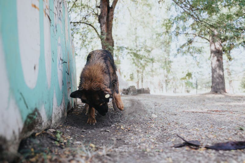 Dog Digging Hole in the Ground, Looking for Something. Stock Photo ...