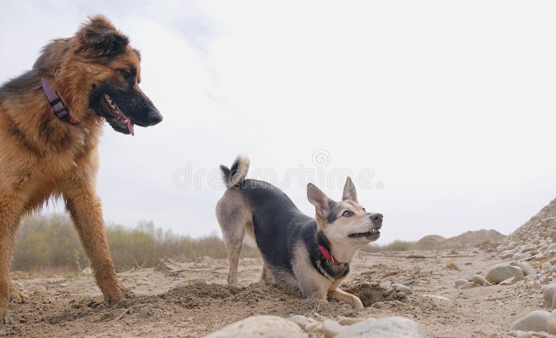 Dog digging a hole in sand stock image. Image of hole - 376187779