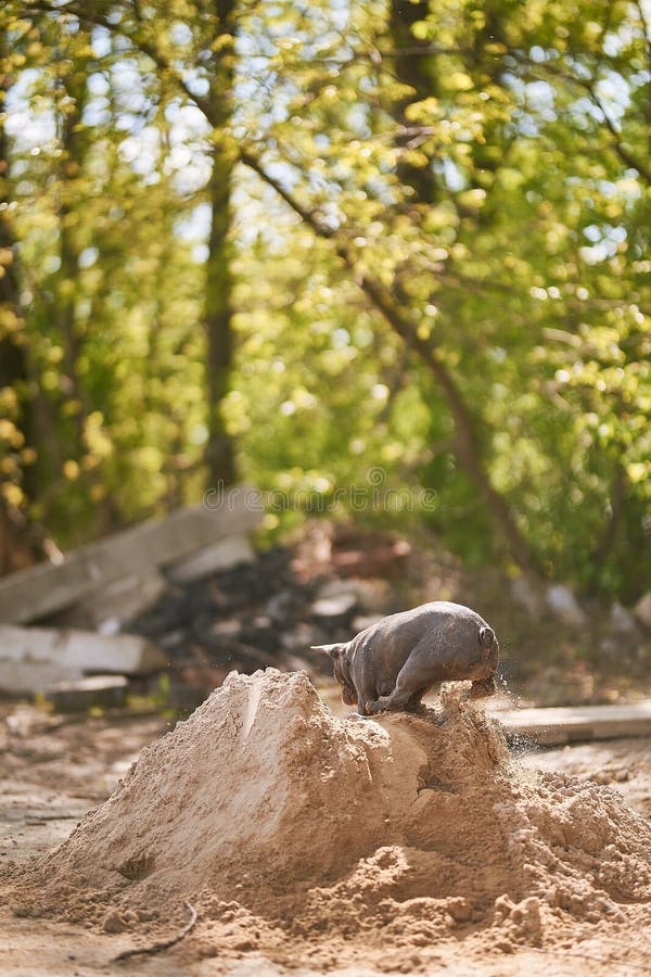 Dog Digging in the Sand Playing in Summer Stock Image - Image of ...