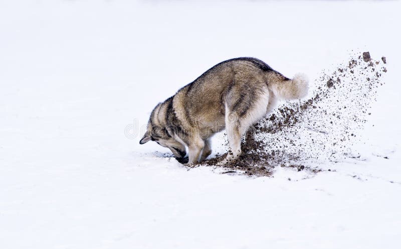 Dog digging in snow stock image. Image of tail, white - 80420371