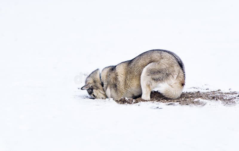 Dog digging in snow stock photo. Image of problem, agility - 80731542