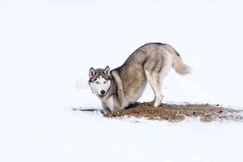Dog digging in snow stock image. Image of agility, hole - 80732105