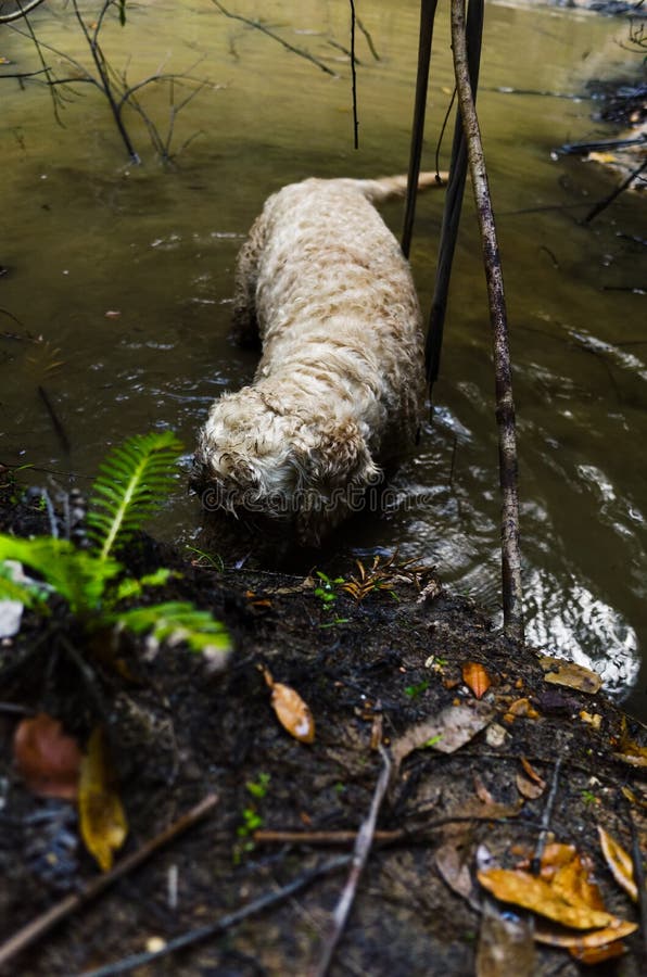 Dog digging in water stock photo. Image of water, spoodle - 51470088