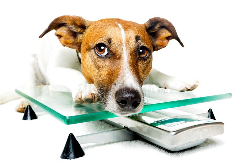 Police dog stock image. Image of patrol, jack, doggy - 28155335