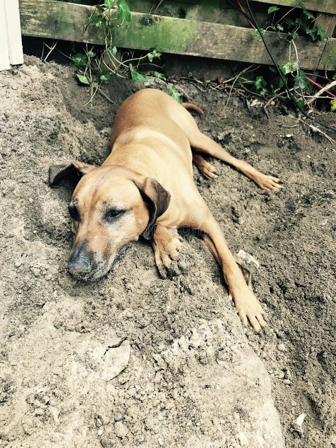 Dog digging in dirt stock image. Image of head, russell - 103892993