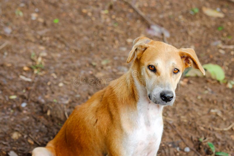 Dog stock image. Image of chain, children, cute, howl - 57434375