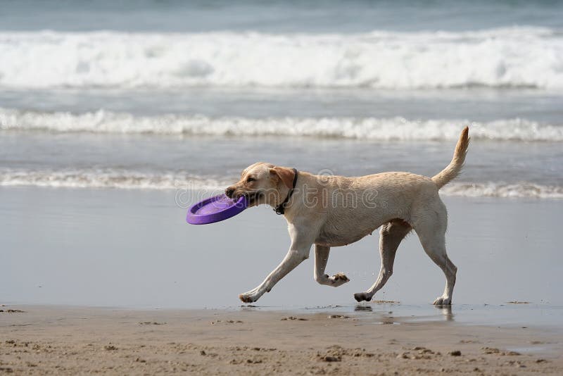 Dog with disc stock photo. Image of outdoors, active, friends - 1489424
