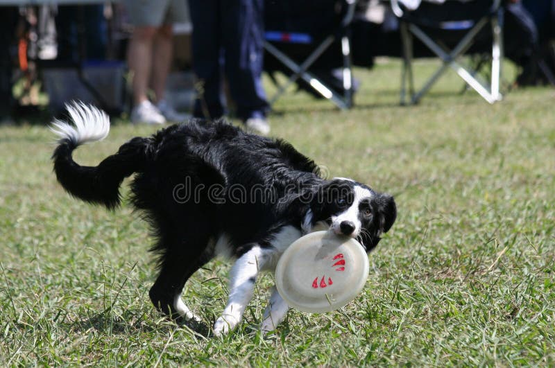 Dog and Disc stock photo. Image of collie, trained, play - 1376700
