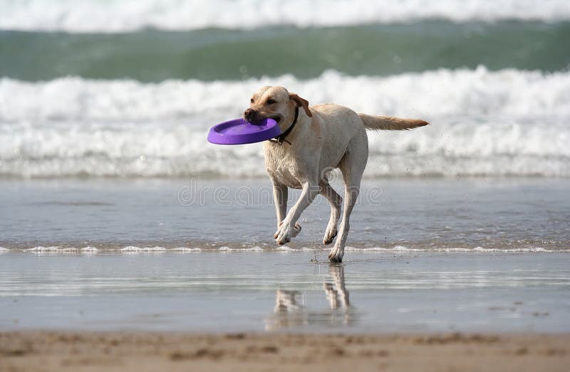 Dog with disc stock photo. Image of outdoors, active, friends - 1489424