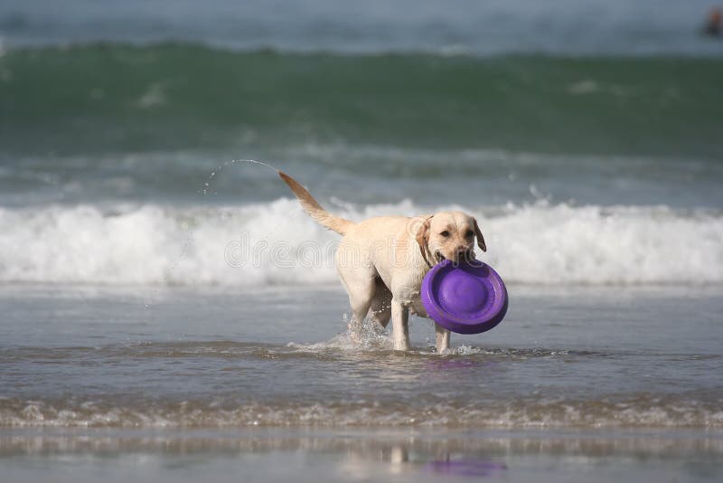 Dog with disc stock photo. Image of catch, friends, carefree - 1761608