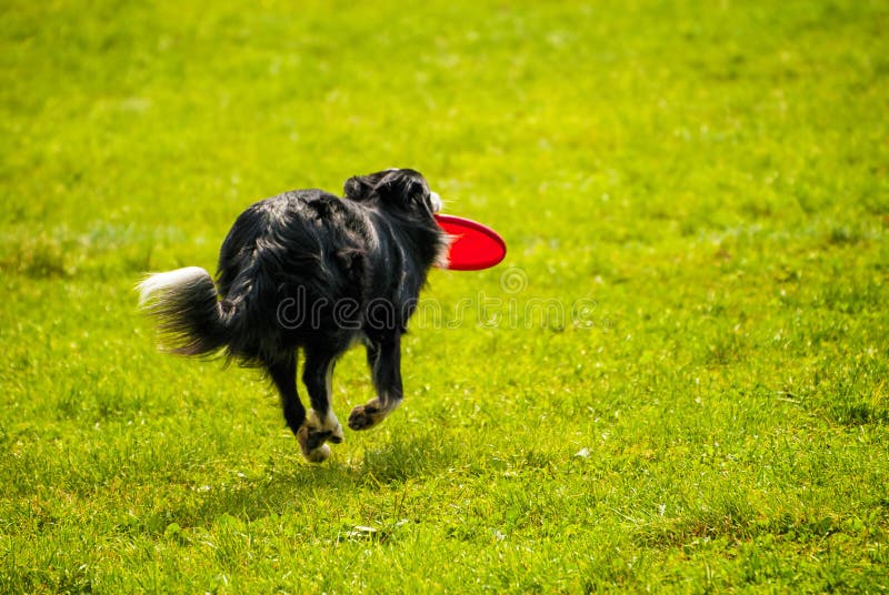 Dog Disc Competition stock image. Image of outside, plastic - 139900485