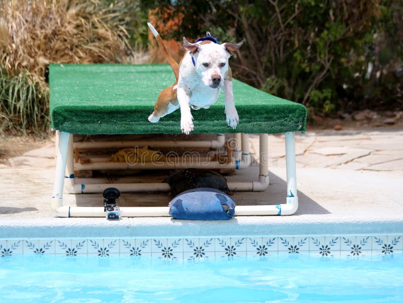 Dog Diving Off of a Dock into the Pool Stock Image - Image of happy ...